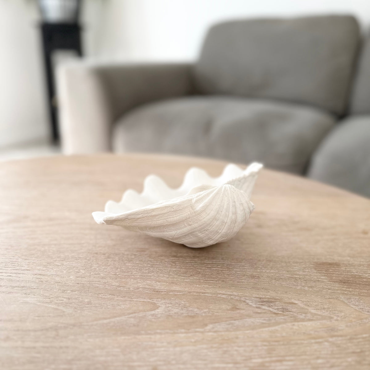 Small Clam Shell Decor – DAS Decor